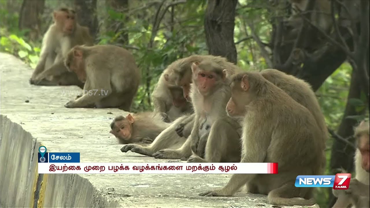 Diabetes develop in Monkeys due to changes in their routine | News7 ...