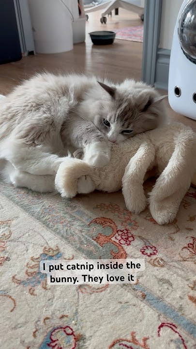 #cat #cute #ragdollcat #kitten #cuteanimal #cutecat #catnip #ragdolls #kitty #love #life #котики ...