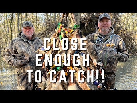 Hunting Ducks Close Enough To Catch! | Thousands In The Timber!! | Into ...