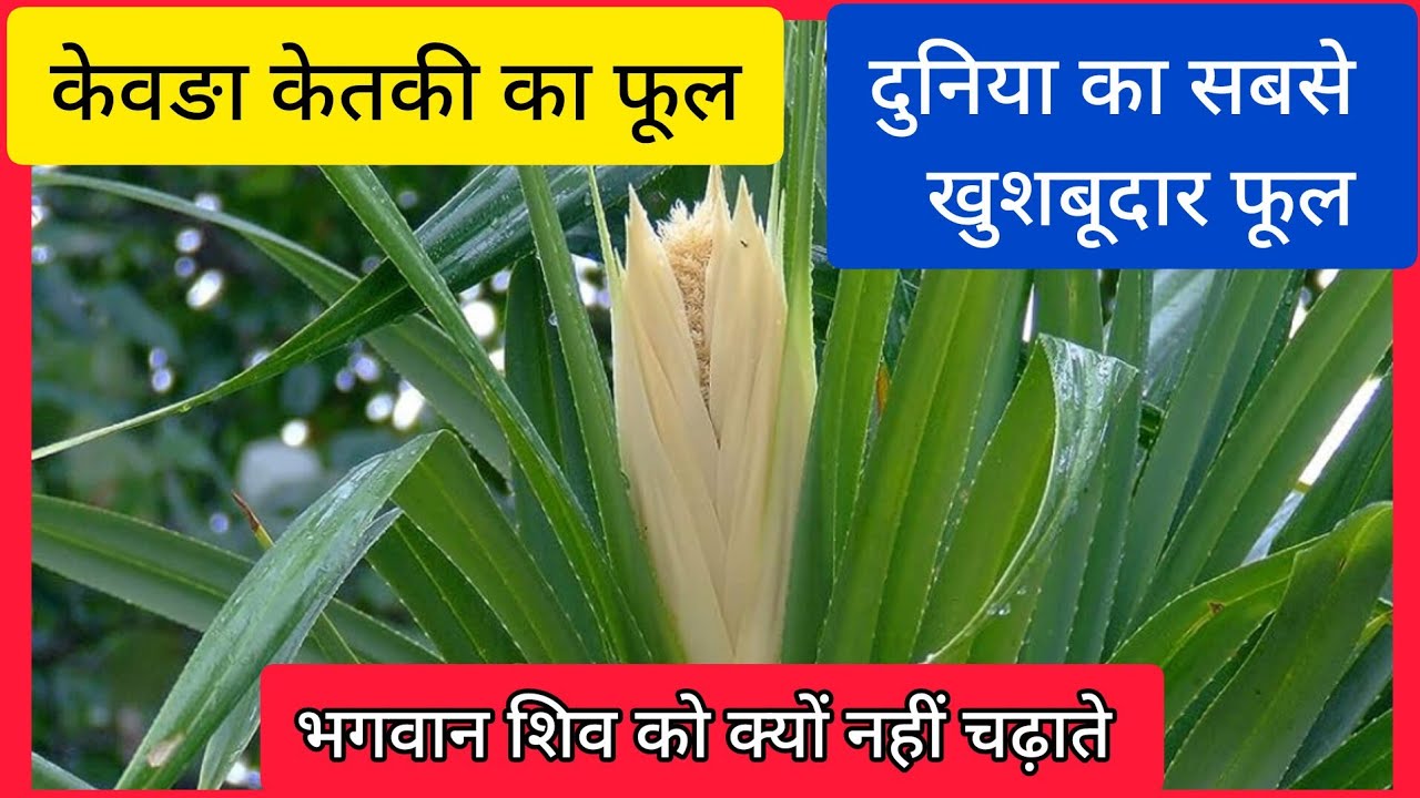Pandanus Plant Care। kewda केतकी का फूल: शिवजी को क्यों नहीं चढ़ाते ...