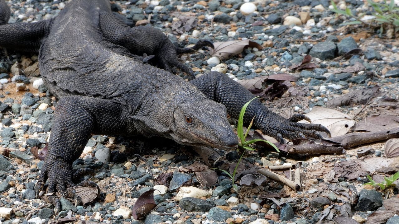 BLACK ROUGH-NECKED MONITOR #Varanus rudicollis - YouTube