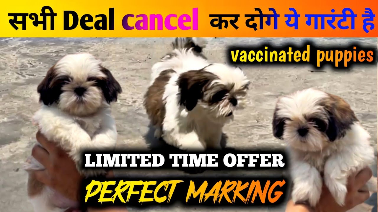Perfect marking of shihtzu puppies | Top class puppies | shih tzu for ...