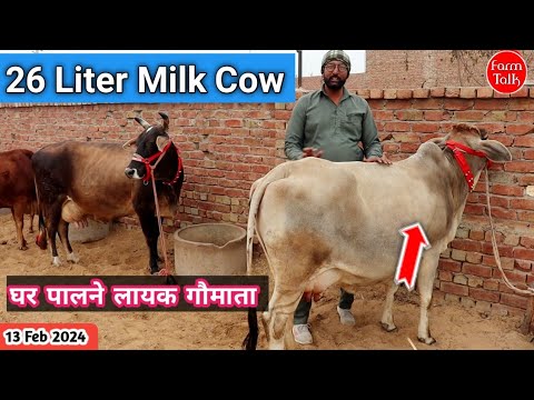 26 Liter Milk Capacity Cow For Sale Sahiwal Cholistani Rathi Tharparkar ...