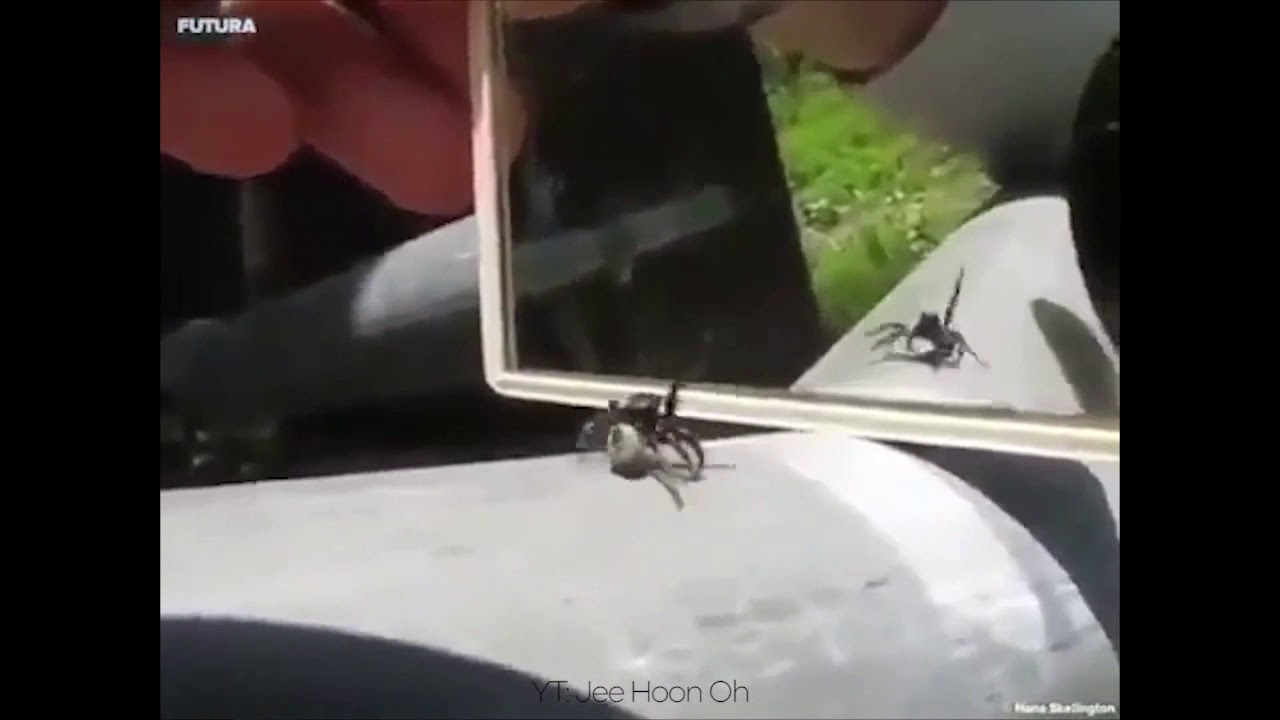 Spider Rave - YouTube