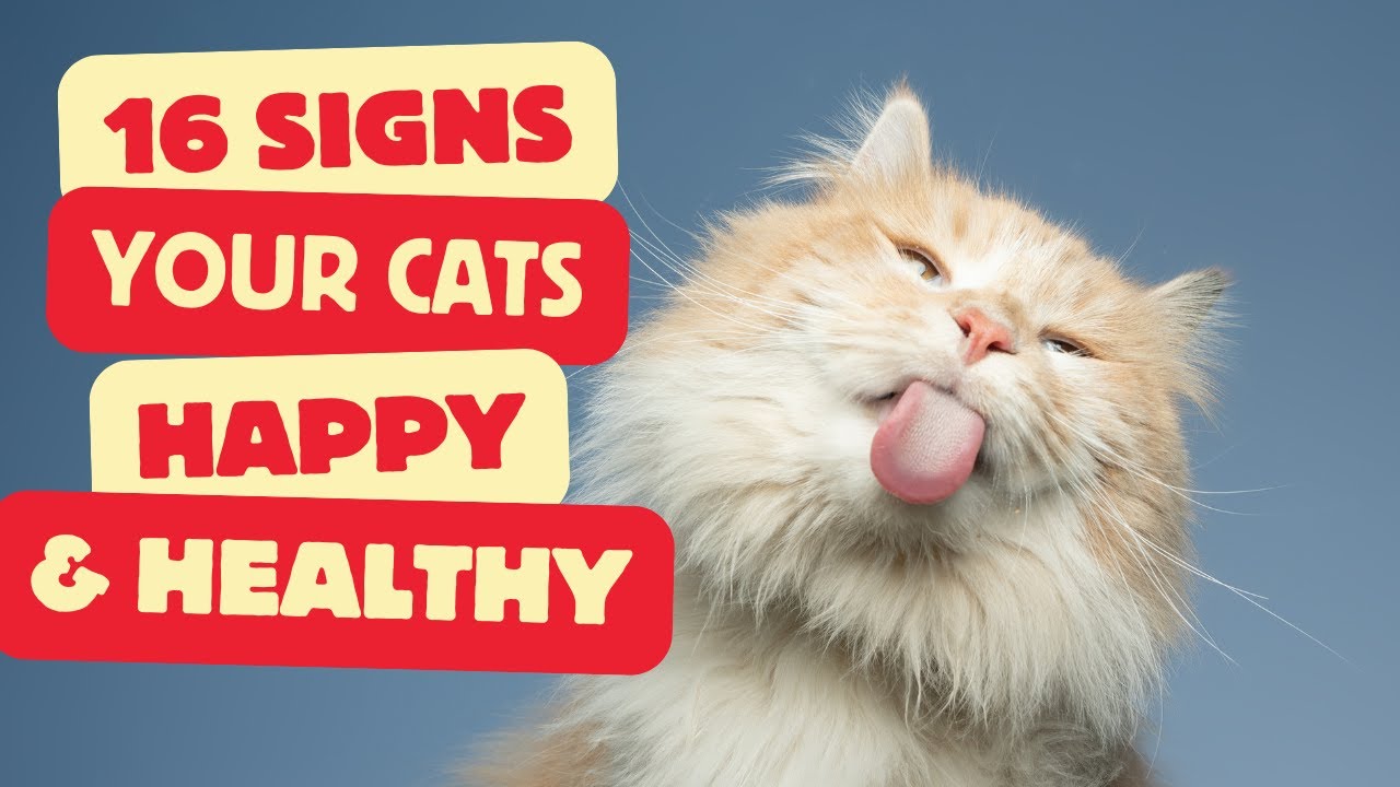 16 Signs Your Cat is Super Happy and Healthy – Must-Know for Cat Owners ...