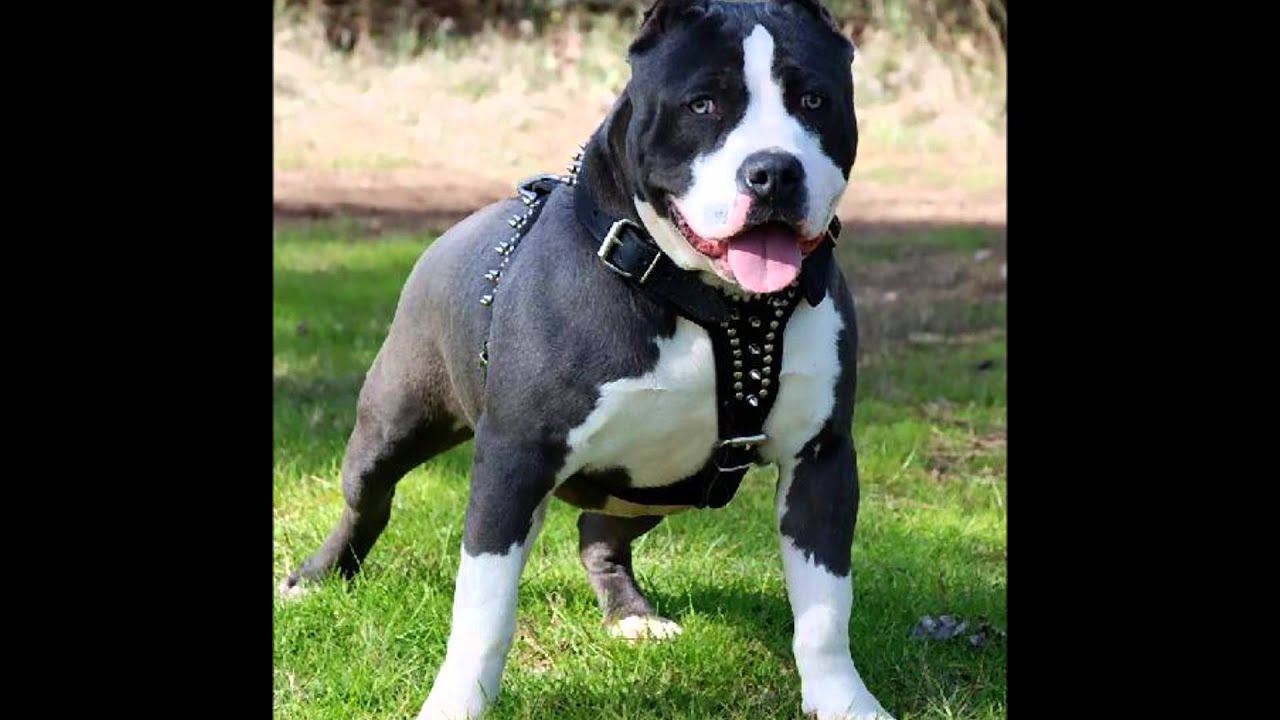 os 6 cachorros mais ferozes - YouTube