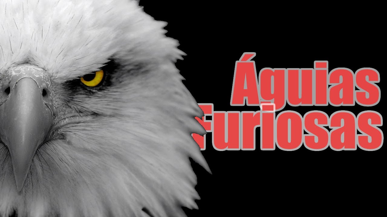 🦅 Os Mais Incríveis Ataques de Águias Capturados Pelas Câmeras - YouTube