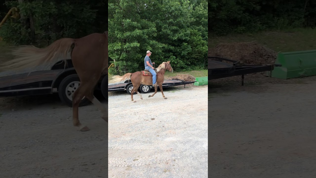 Gelding - YouTube