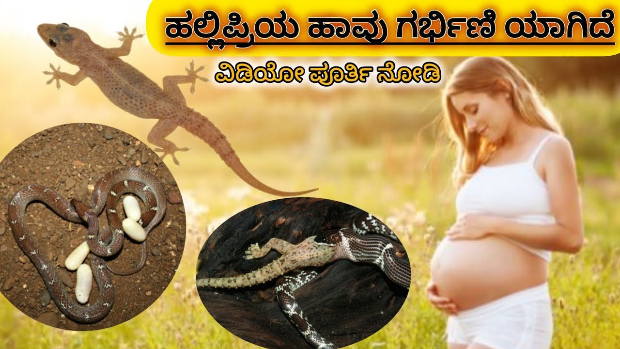 ಗರ್ಭಿಣಿ ತೋಳದ ಹಾವಿನ ರಕ್ಷಣೆ #pregnant #wolfsnake #lizard #feeding #egg # ...