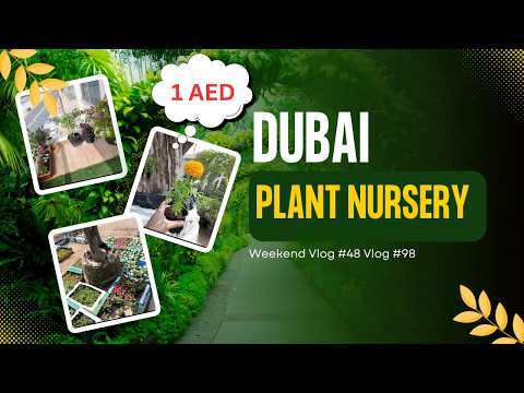 Cheapest Plants Nursery 2026 | Al Warsan - Dubai #nursery