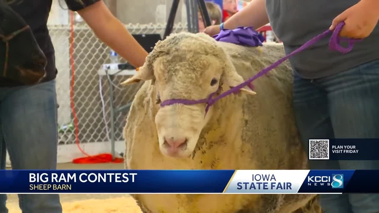 See the winners of the Big Boar and Big Ram contests - YouTube