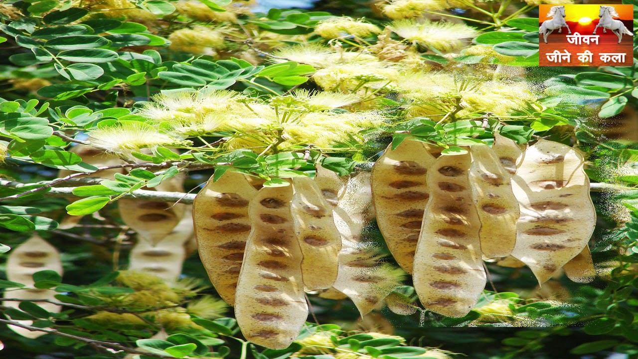 #शिरीष के पेड़ का औषधि गुण | कही भी दिखे ये पेड़ तो तुरंत लाए घर | # ...