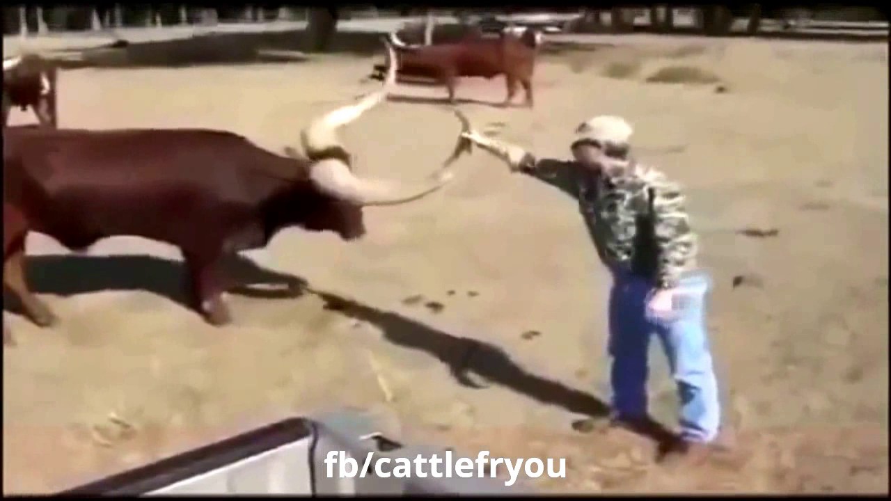 Best Funny Cows 2017 - YouTube