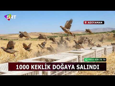 Adıyaman’da doğaya 1000 keklik bırakıldı