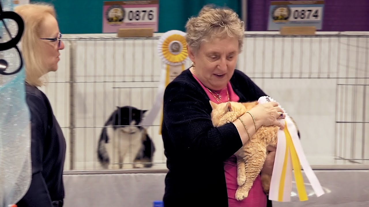 CFA International Show 2018 - Rachel Anger's Super Specialty Shorthair ...