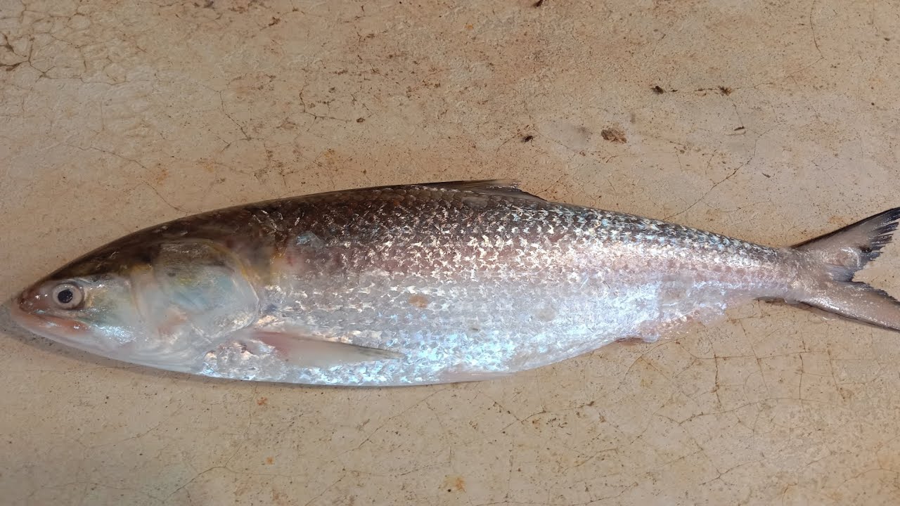 Elisha fish cutting |Elisha fish cutting skills|Elisha fish cutting ...