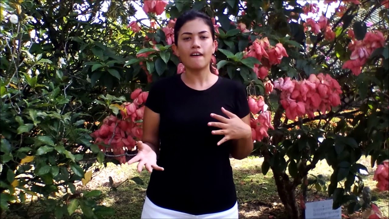 VIDEONUBES LEON,DUVAN 5B - YouTube