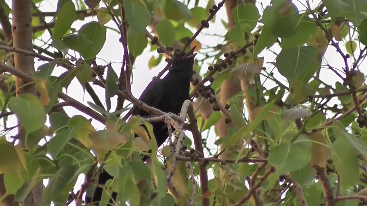 Koyal bird video koyal sound Animal's Of World In Bangladesh - YouTube