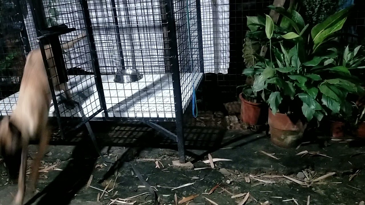 Belgian malinois training inside cage - YouTube