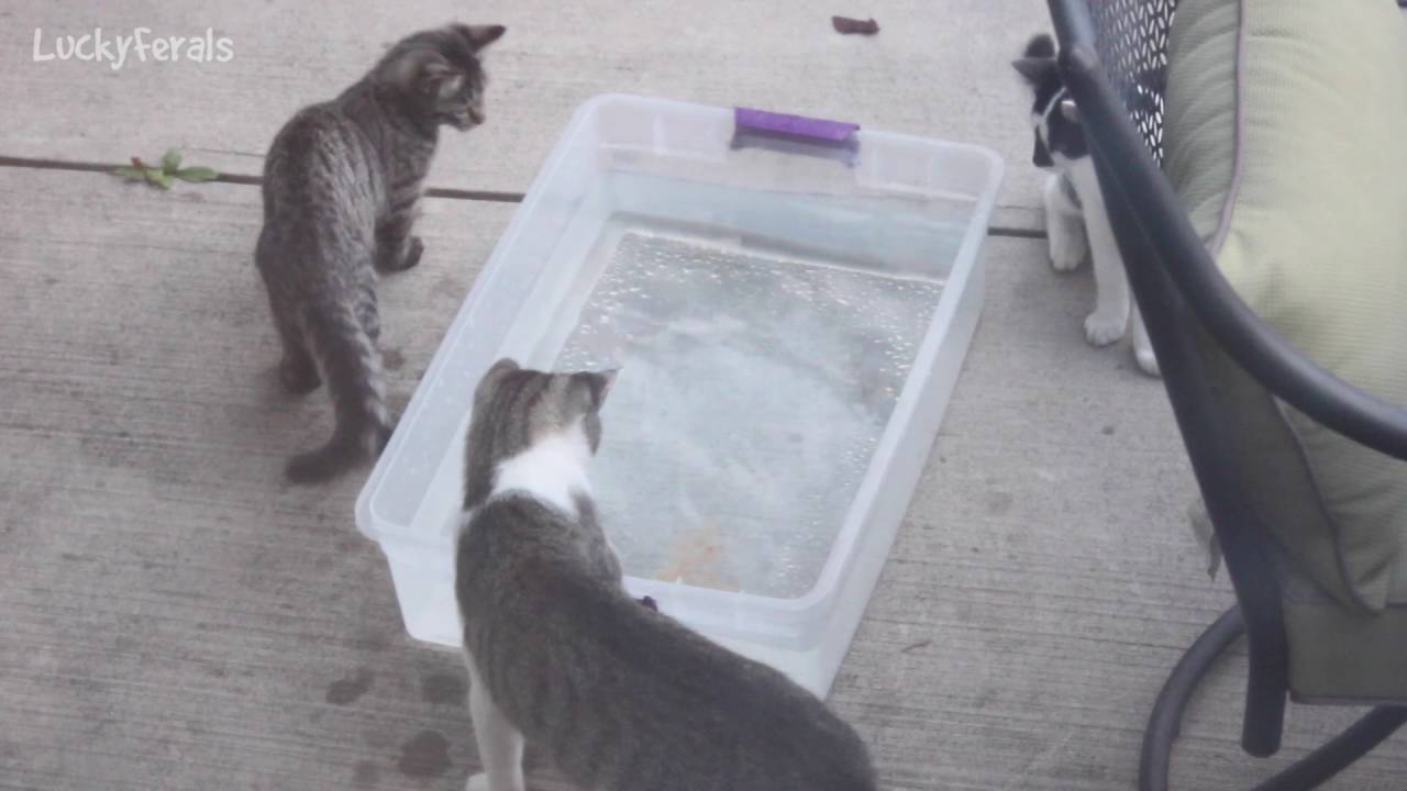 Feral Kittens Playing With Rubber Fish Bath Toy ~ So Cute! - YouTube