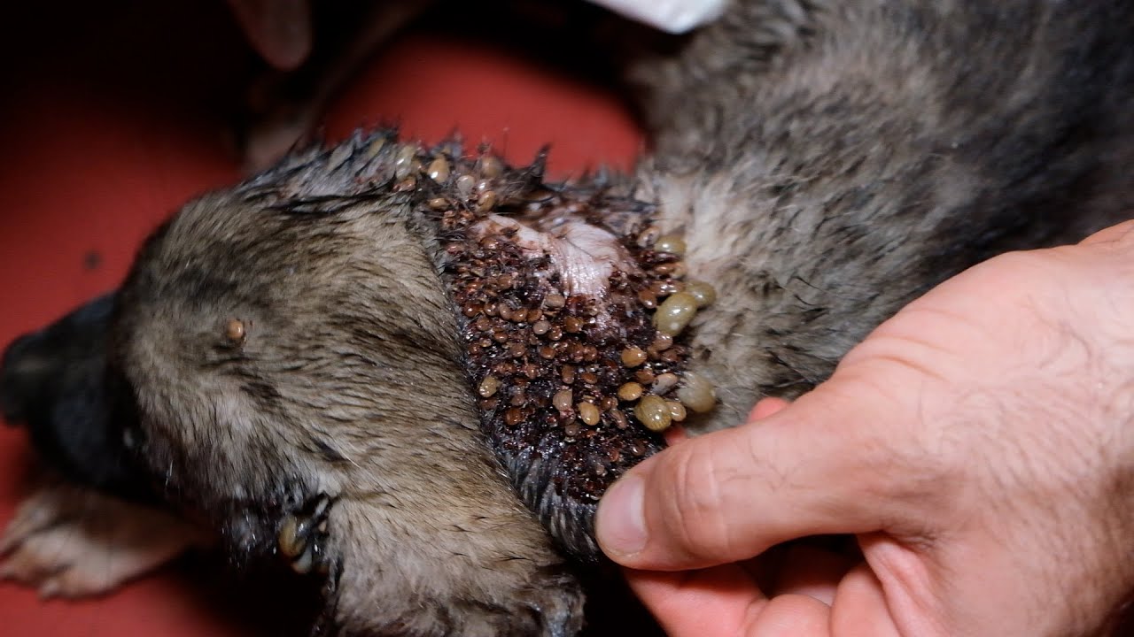 This Puppy Was Covered in Hundreds of Ticks — We Had to Save Him! - YouTube