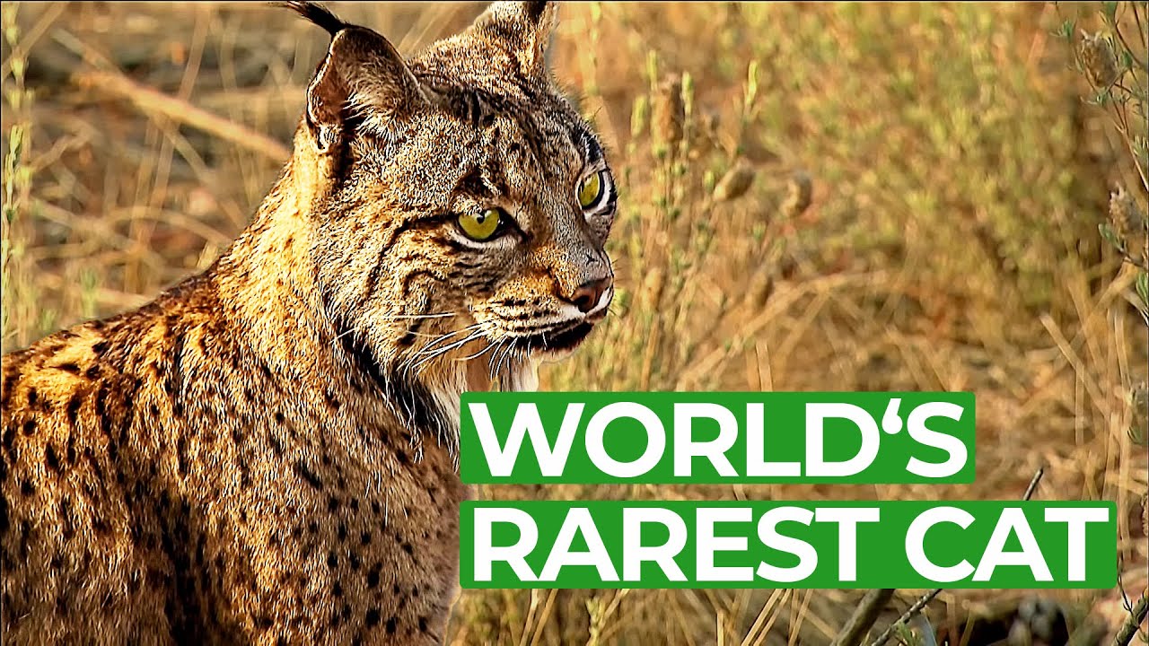 Iberian Lynx - Back From the Brink of Extinction | Free Documentary ...