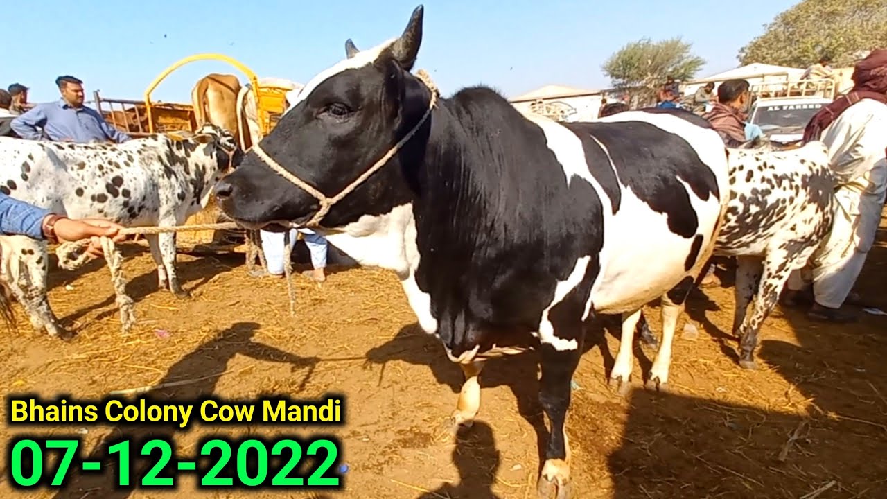 Bhains Colony Mandi Karachi Cattle Updates 07-12-2022 | Big Huge Heavy ...
