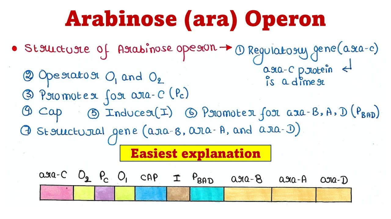 Arabinose operon (Ara operon) | Mechanism - YouTube