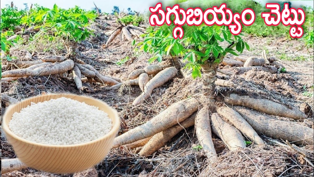 సగ్గుబియ్యం దేనితో తయారుచేస్తారో మీరే చూడండి.. How is sabudana\sago ...