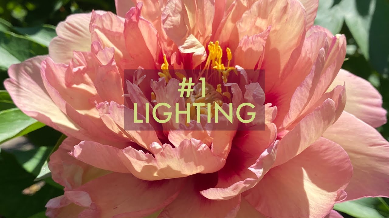 Backlighting: better photo references for your floral paintings ! - YouTube