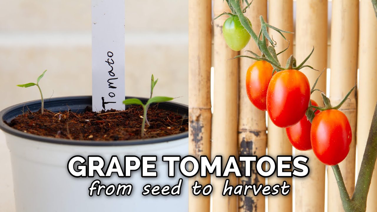How to Grow Grape Tomatoes at Home | From Seed to Harvest - YouTube