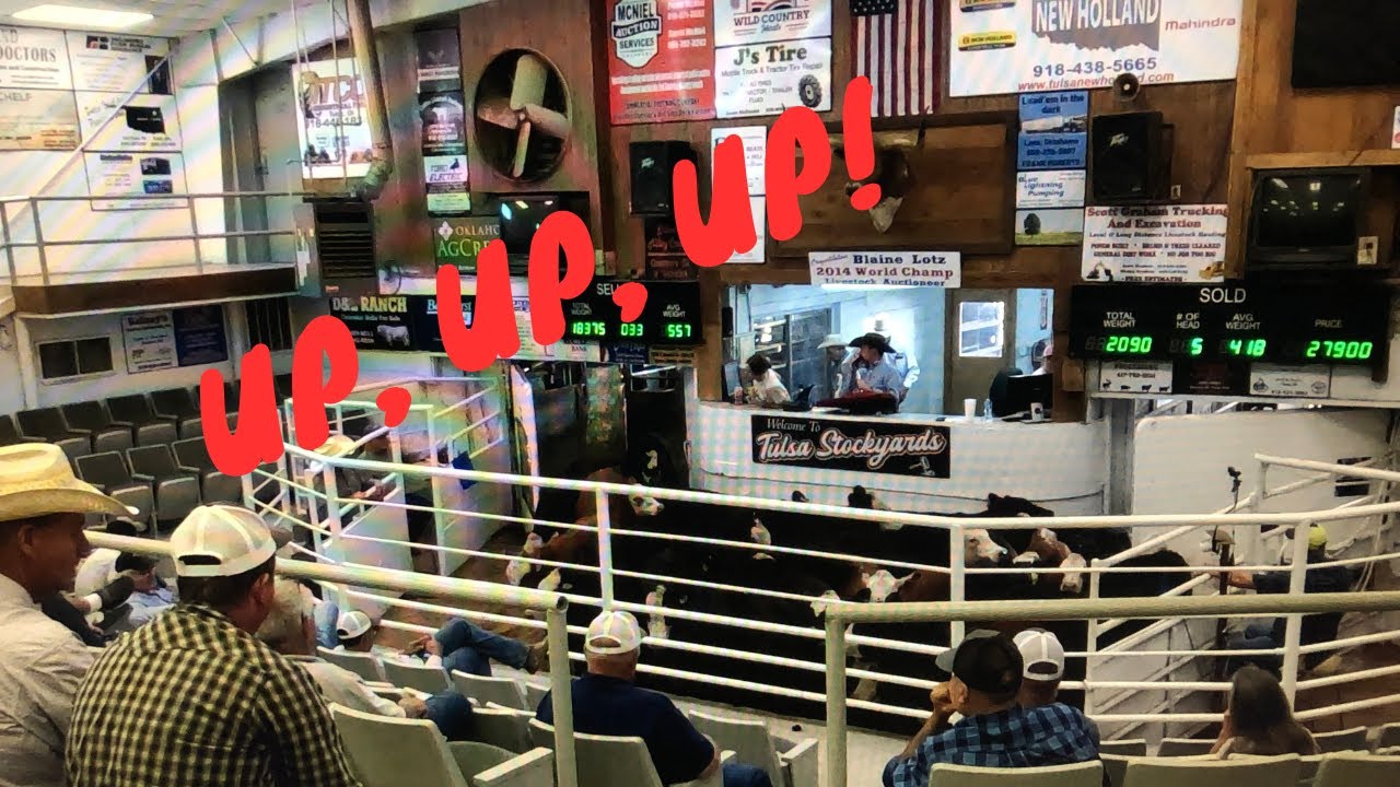 Let's Go To the Tulsa Stockyards Cattle Auction! - YouTube