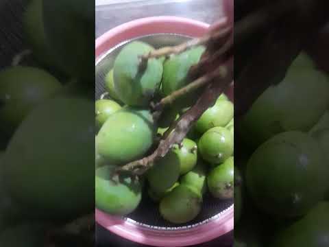 kanimanga|mavadu pickle|coming soon#shorts