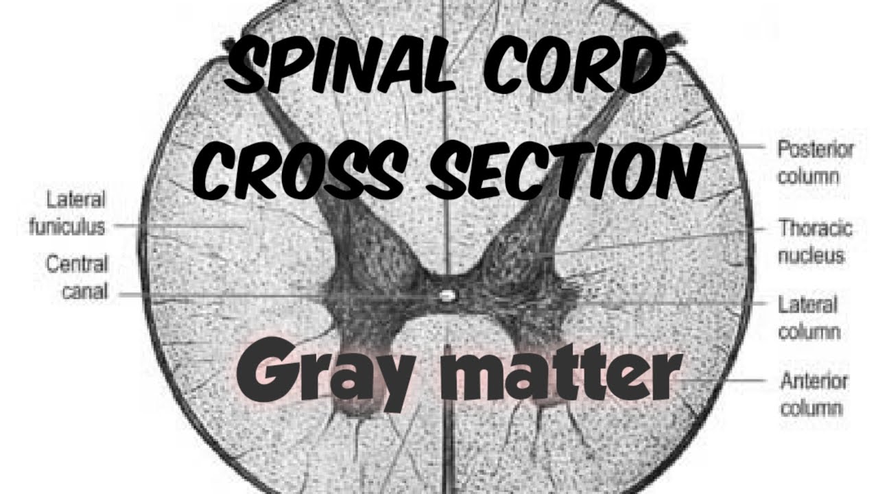 Spinal cord cross section - Gray matter - YouTube