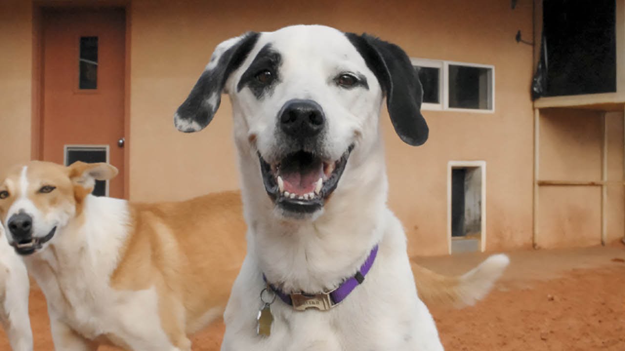 Dogtown back in the day: Watch the video! - YouTube