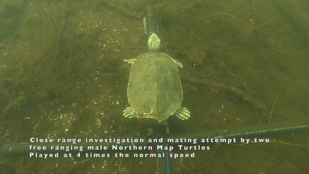 Supplementary video 1 - YouTube