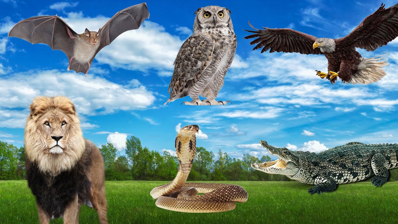 Learn About Wild Animals from Their Sounds: Lions, Crocodile, Owl ...