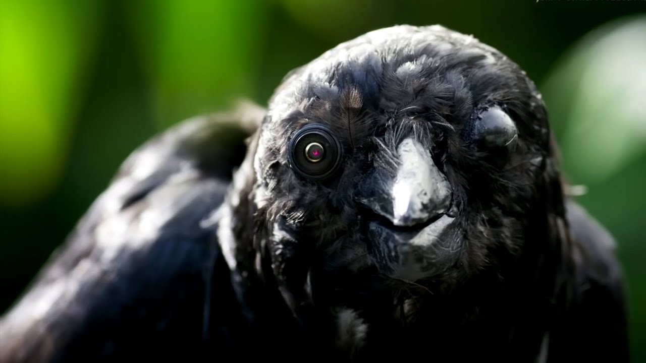 Marek Jancovic: Spy Creatures / Part of the essay "Animal Technics ...