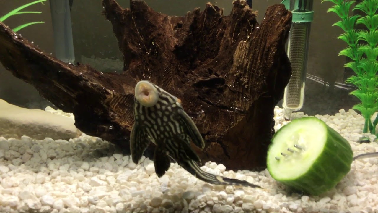 The wait is finally over! My new L190 Royal Pleco! - YouTube
