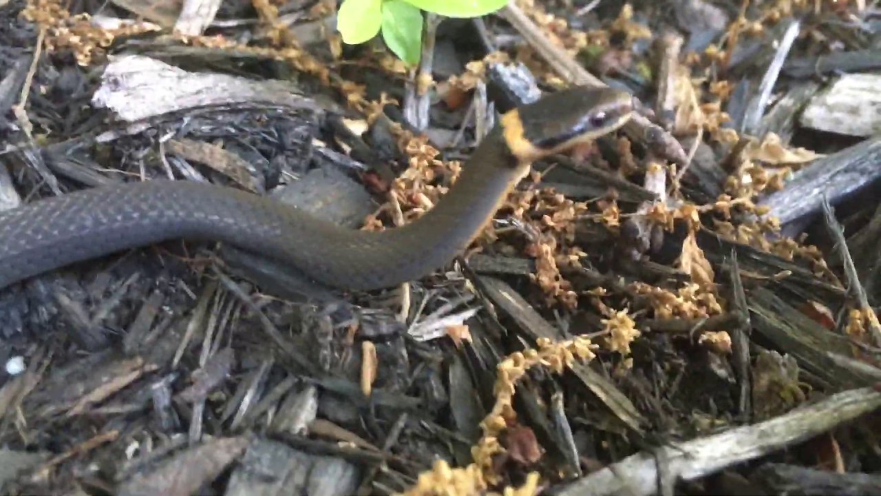 Tiny VENOMOUS snake is super calm! - YouTube