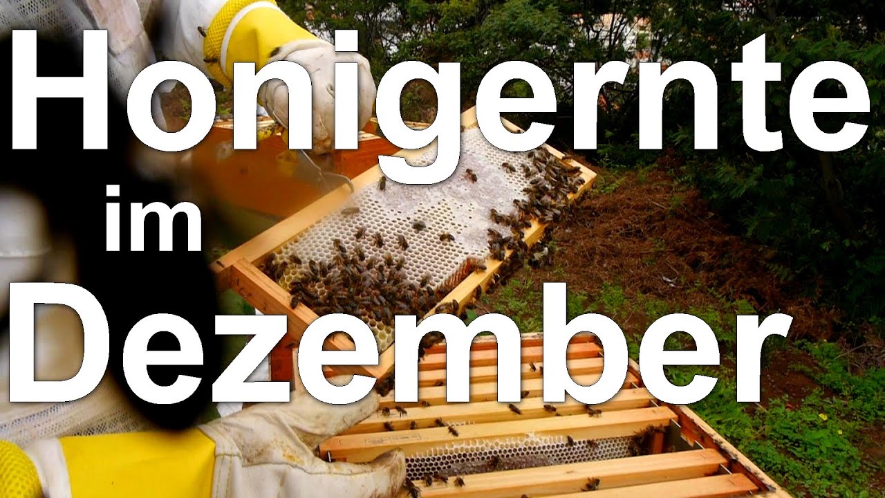 Honig-Ernte im Dezember - Eukalyptus-Honig von Bienen auf Madeira ...
