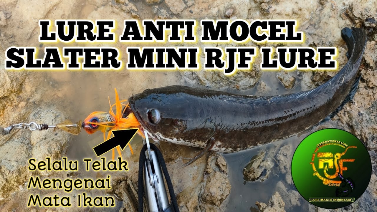CASTING GABUS DENGAN LURE SLATER ANTI MOCEL || SLATER RJF LURE - YouTube