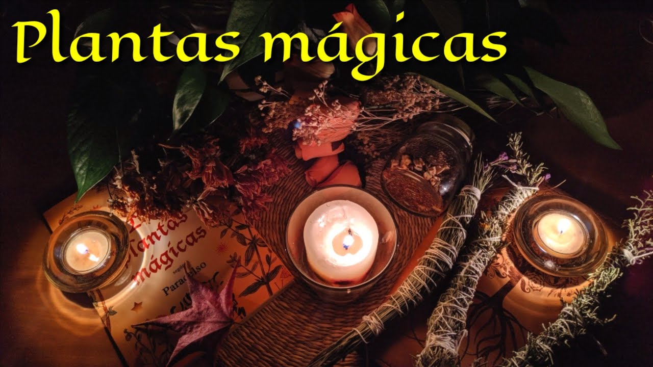 PLANTAS MÁGICAS en la Wicca, las 9 IMPRESCINDIBLES en el ARMARIO DE ...