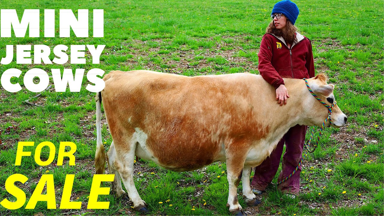 Homesteady is SELLING MINI JERSEYS. - YouTube