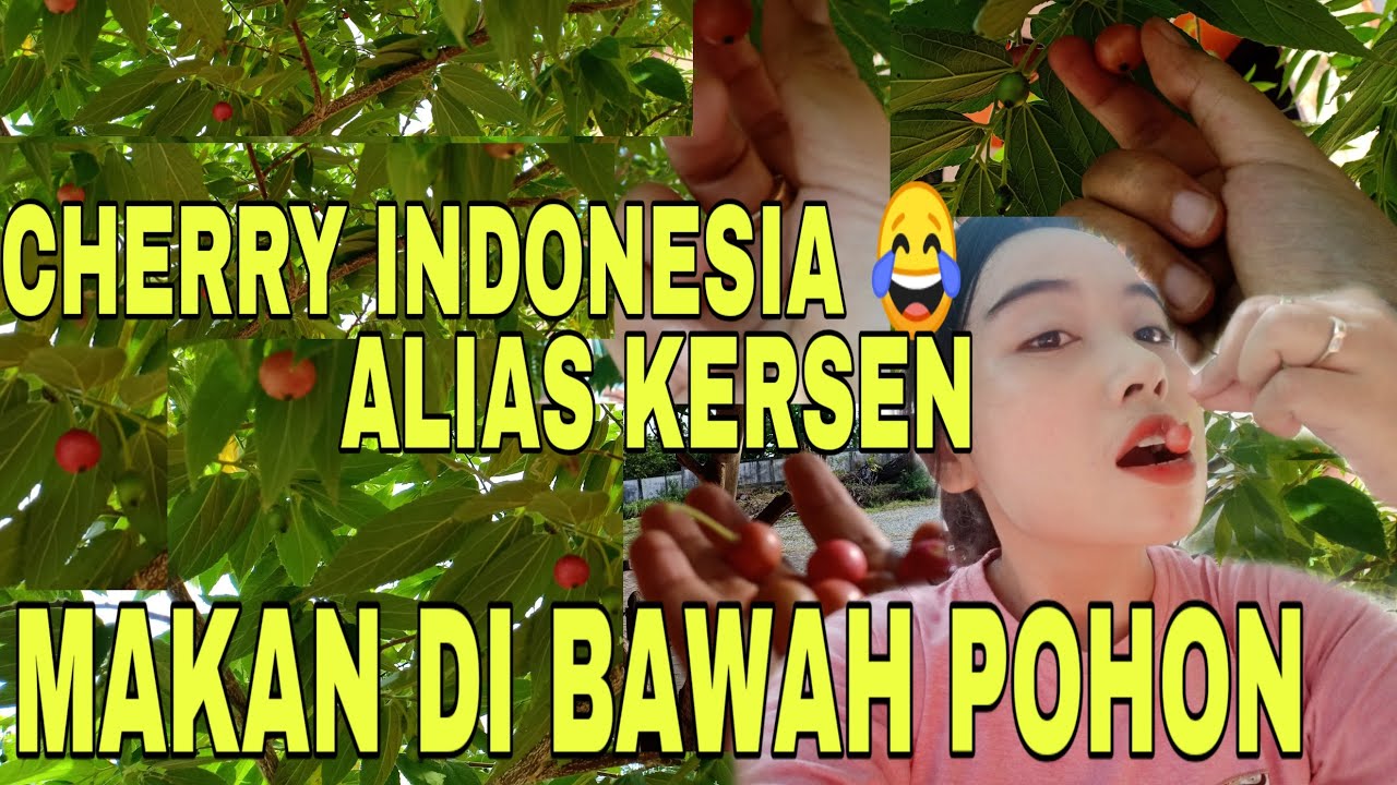PANEN CHERRY INDONESIA ALIAS KERSEN. KERSEN SERUI PAPUA MANISNYA ...