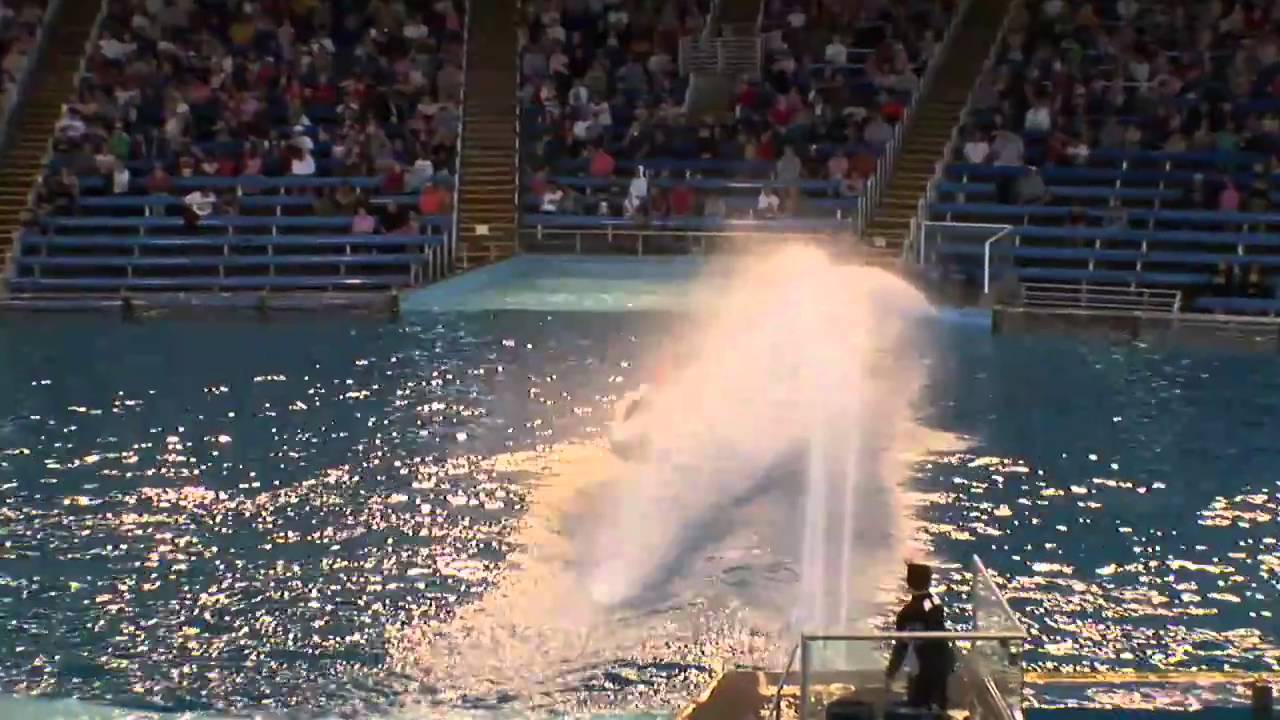 Seaworld Believe show/Killer whale - YouTube