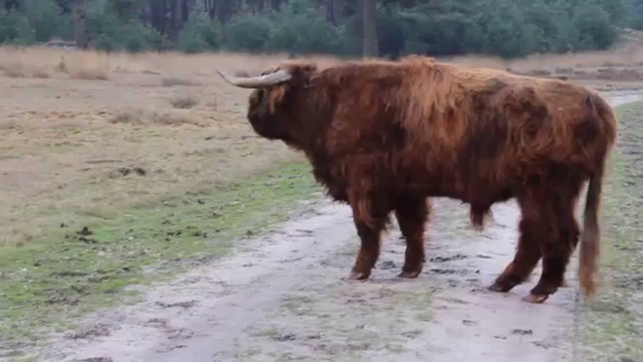100% Grote Beesten in het bos - YouTube