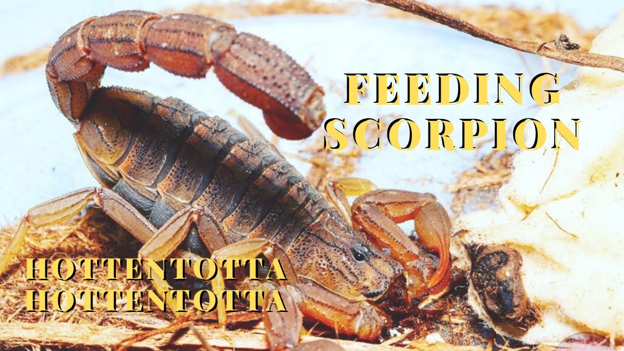FEEDING MY HOTTENTOTTA HOTTENTOTTA HH SCORPION | SCORPION KEEPER TAGUIG ...