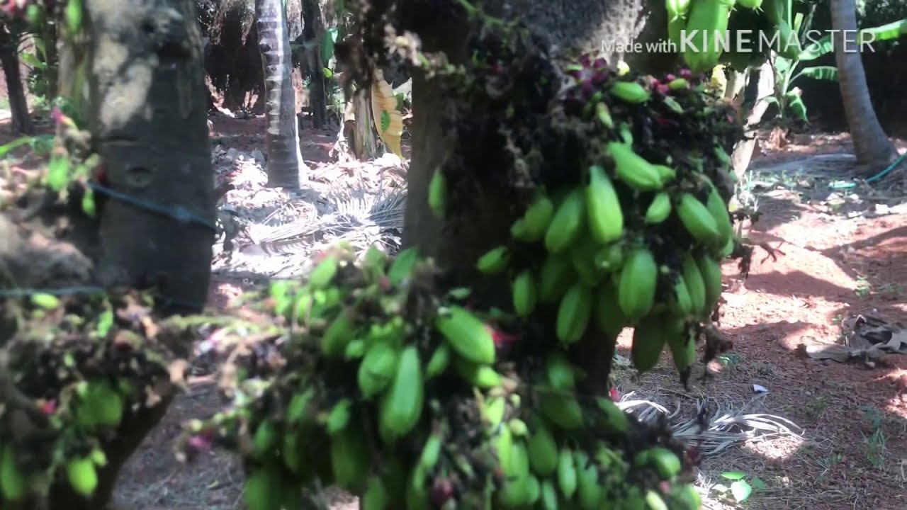 Orkapuli @ Adukala thottam - YouTube