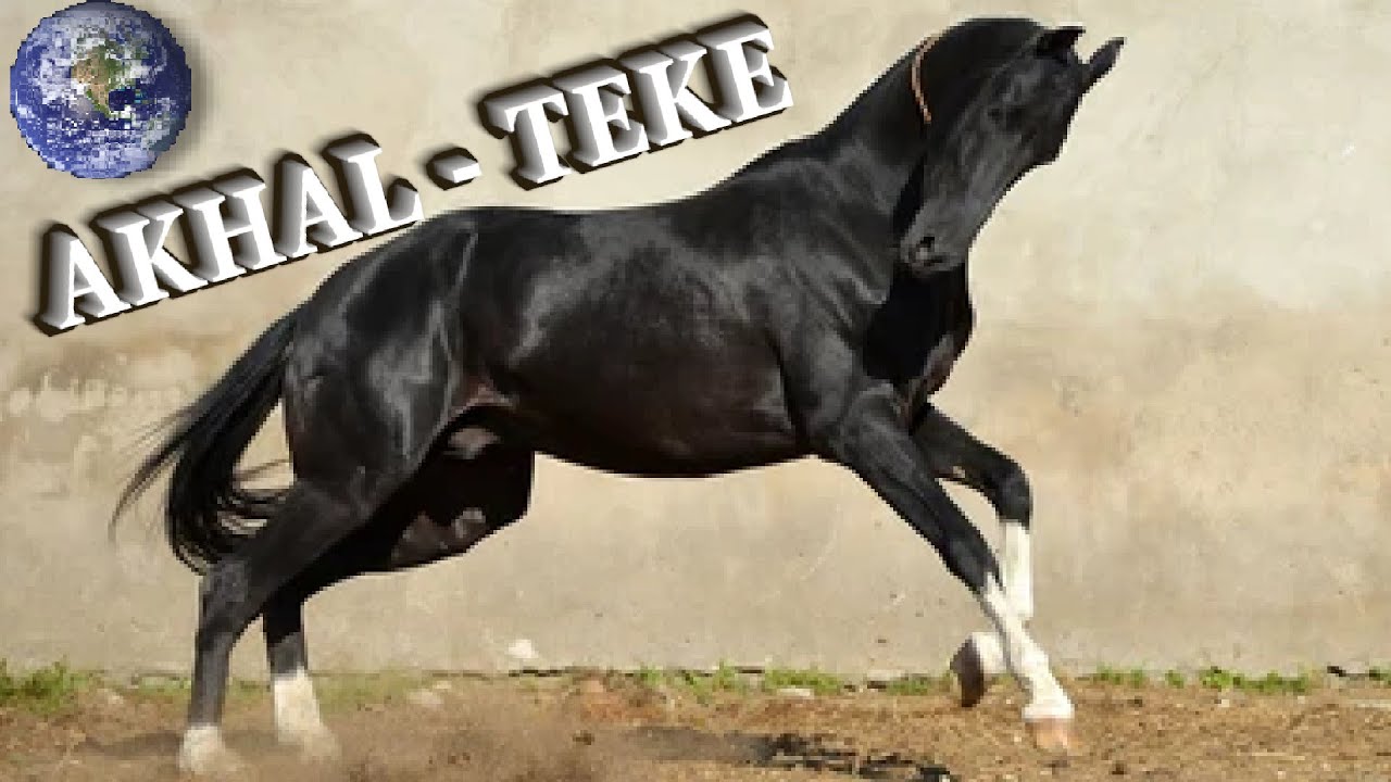 TOP Beautiful Akhal Teke Horse in the World! - YouTube